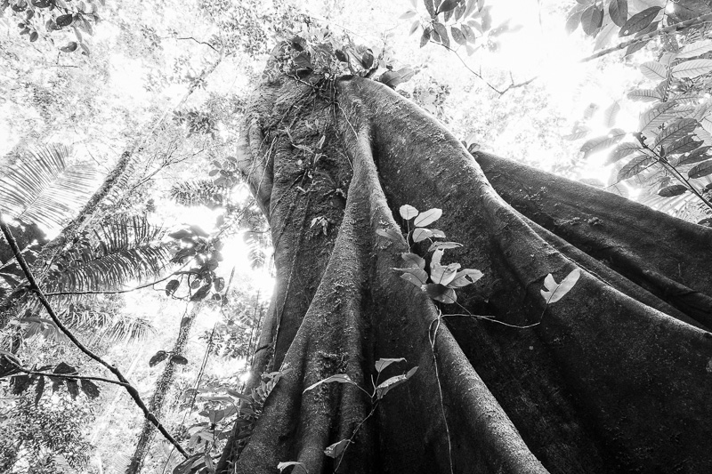 Selva de Yasuní II | Ecuador - lobOlmo